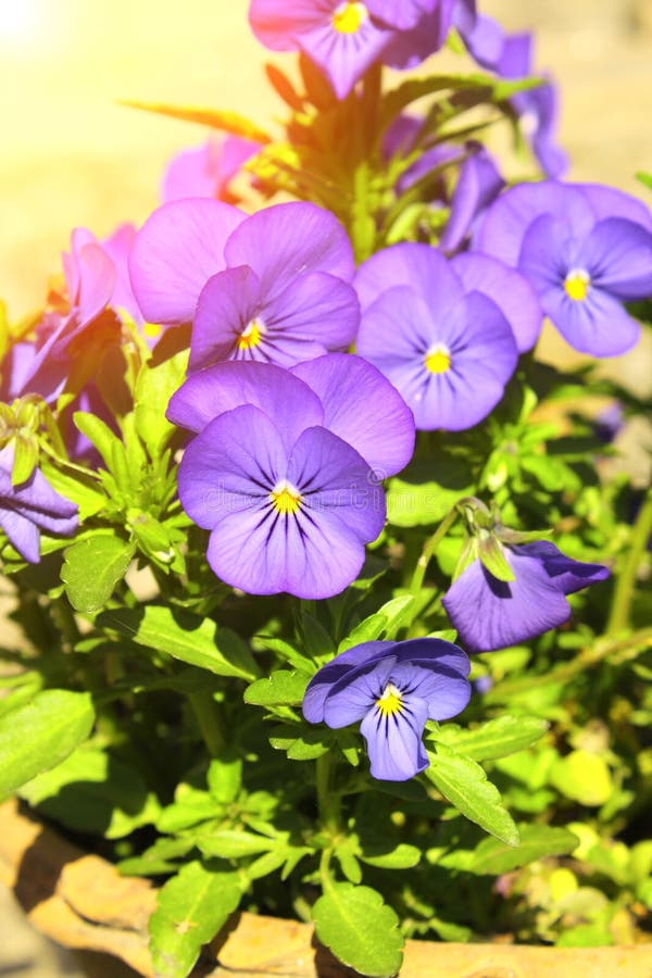 Flowers of Pansy and Green Grass Stock Image - Image of grass, blue ...