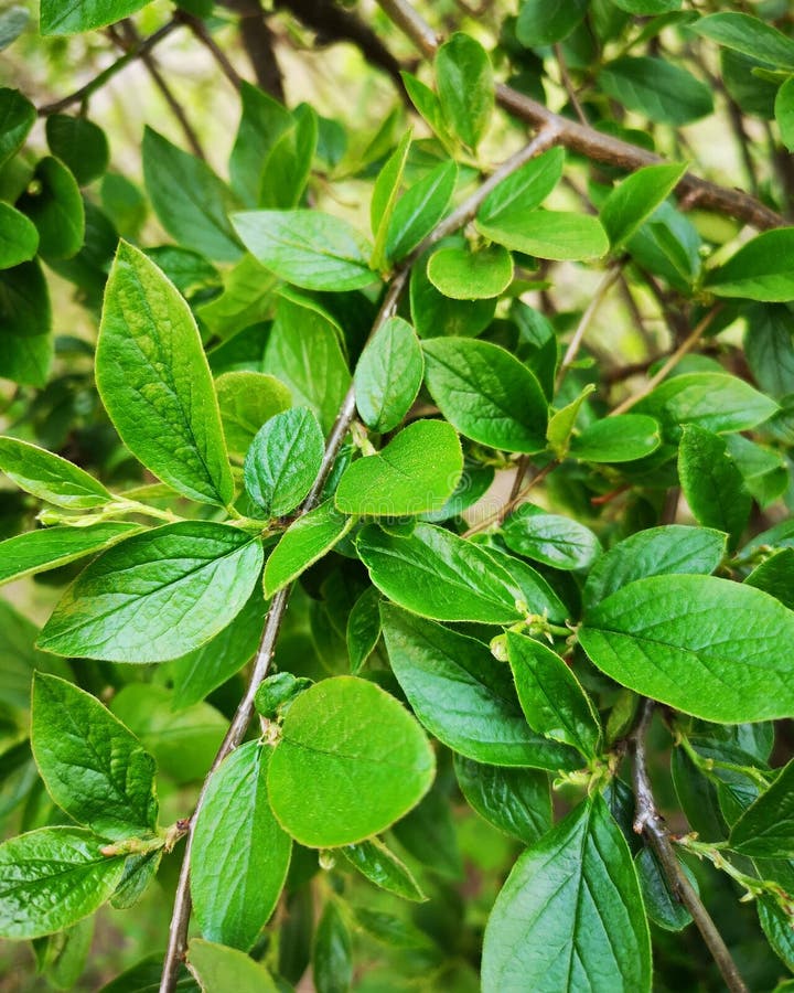 Flowers Paper Art Handmade Roses Stock Image - Image of petal, roses ...