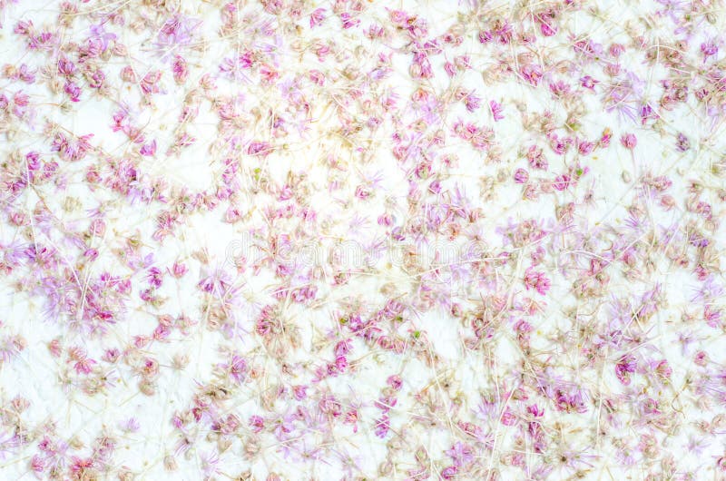 Paper Texture with Beautiful Pink Flowers. Stock Photo - Image of ...