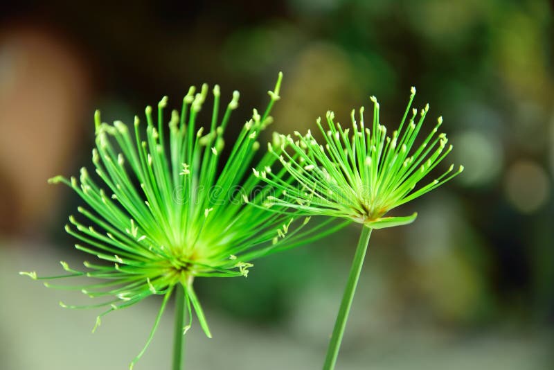 Papyrus Flowers Beautiful and Strange. Stock Image - Image of ...