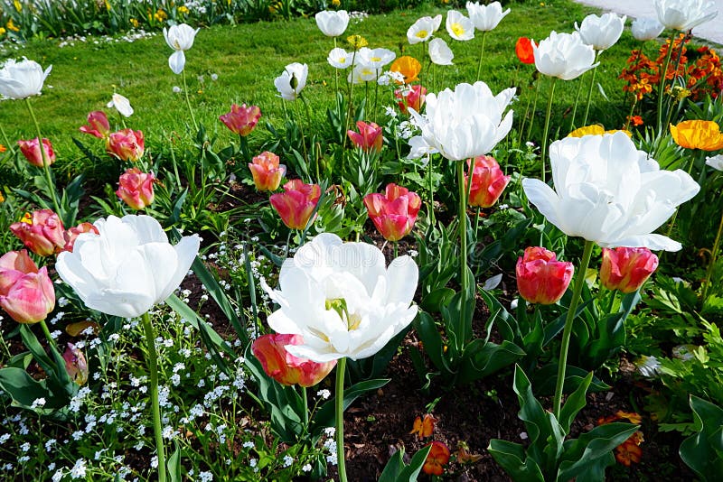 Flowers in Paris garden stock photo. Image of color - 246758548