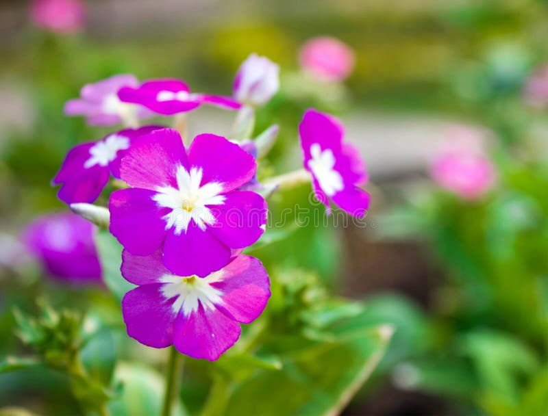 Flowers in the park stock photo. Image of romantic, park - 29550676