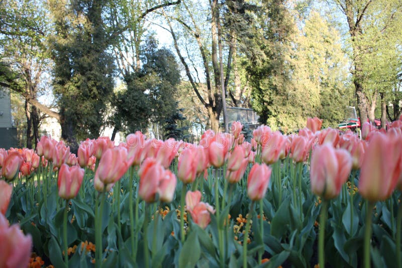 Flowers stock image. Image of flower, baltics, daylight - 93243333