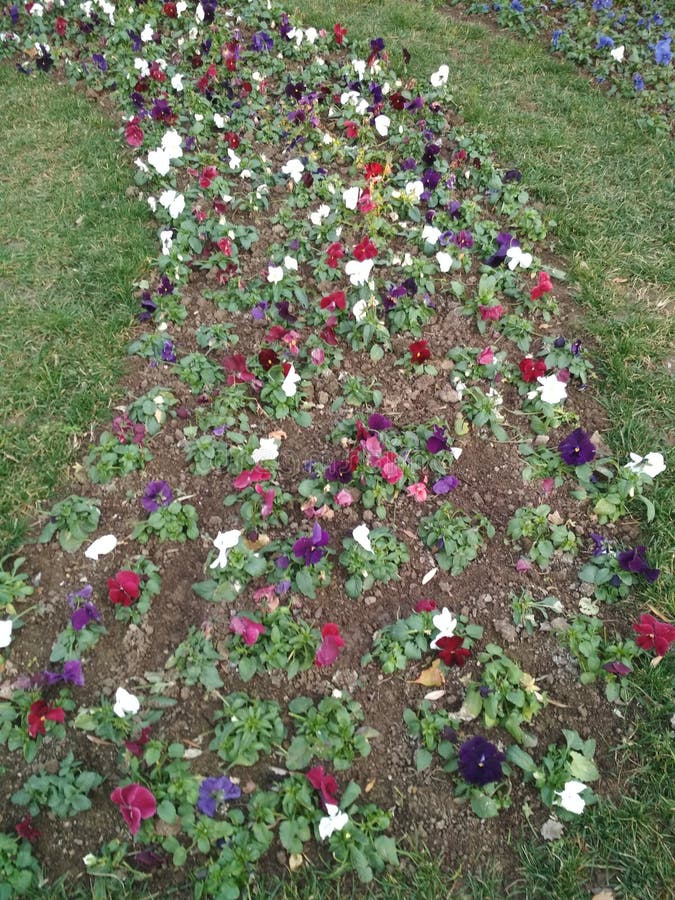 The flowers in the park stock photo. Image of flower - 171768476