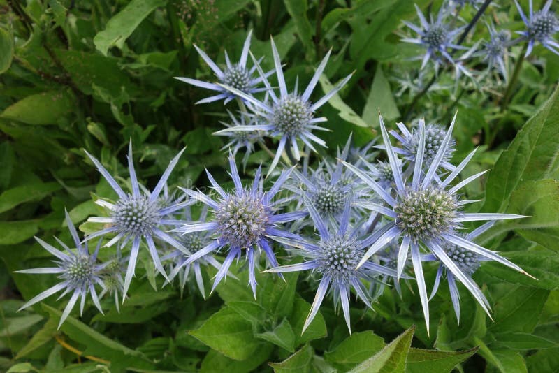 Flowers stock image. Image of prime, blooms, garden, nature - 74101877