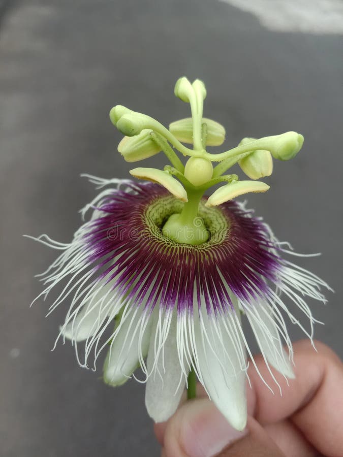 Flowers of a Passion Fruit Plant in Bloom Stock Image - Image of lily ...