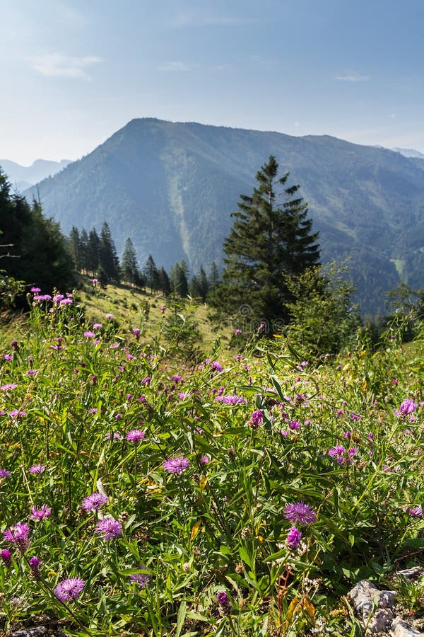 Flowers on Pasture with Trees in Austrian Alps Mountain Summer ...