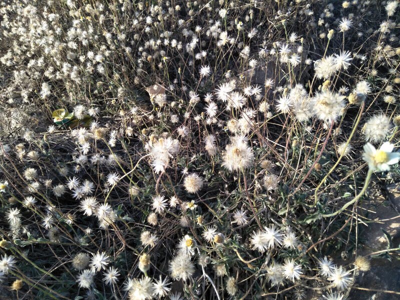 Flowers Pattern Background stock image. Image of tree - 366971069