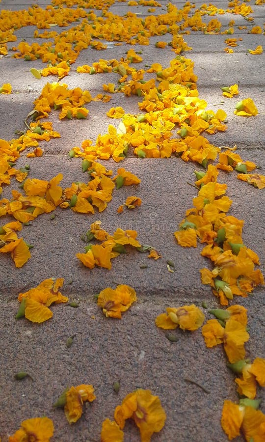 Flowers on pavement stock image. Image of flowers, storm - 54429763