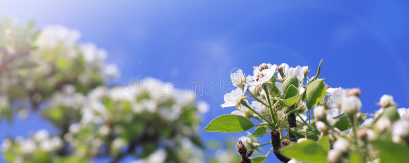 Flowers of the Pear Blossoms on a Spring Day Stock Photo - Image of ...