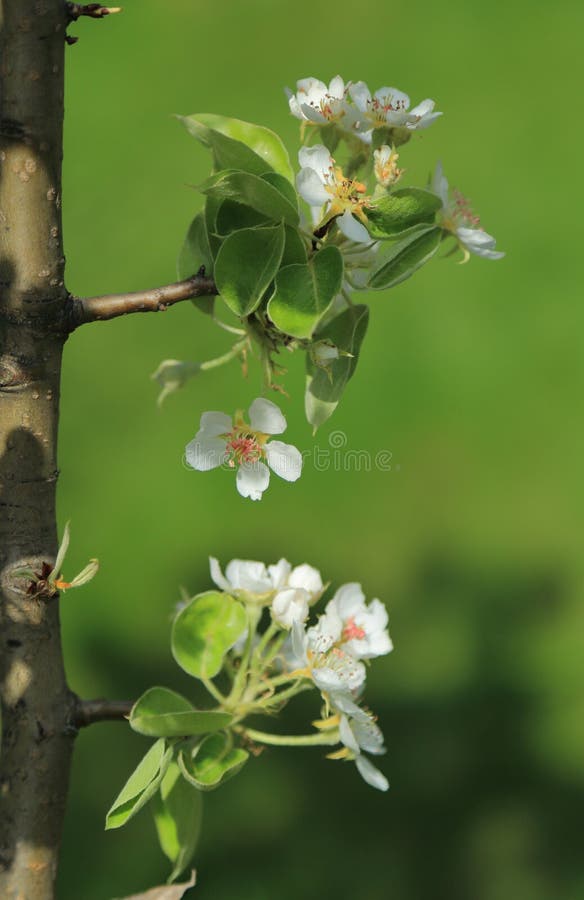 Flowers of Pear Tree in Sunny Spring Day Stock Image - Image of green ...
