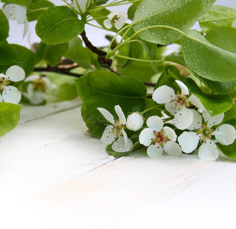 Flowers of Pear Tree in Sunny Spring Day Stock Image - Image of green ...