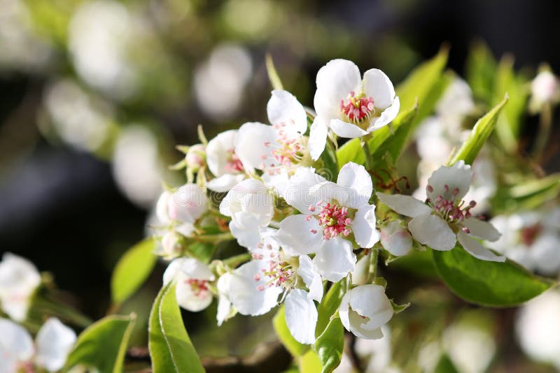 Flowers Pears on a Green Background. Spring Sunny Day Stock Photo ...