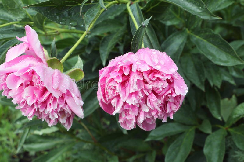 Flowers of Peonies in Water Drops Stock Image - Image of peonies ...