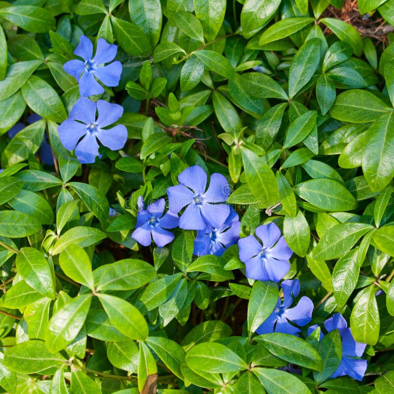 9,076 Periwinkle Blue Stock Photos - Free & Royalty-Free Stock Photos ...