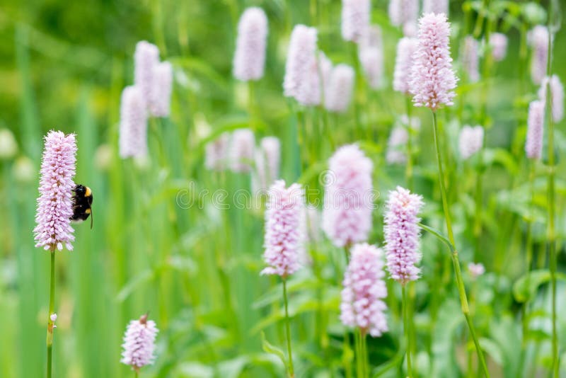 Flowers Persicaria stock image. Image of nature, landscaping - 137091263