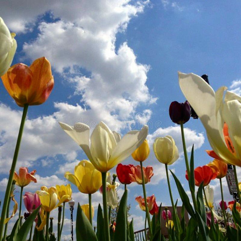 Flowers stock image. Image of flowers, perspective, nature - 43119679