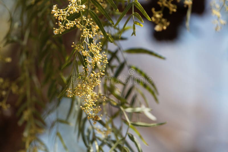 Flowers of a Peruvian Pepper Tree, Schinus Molle Stock Image - Image of ...