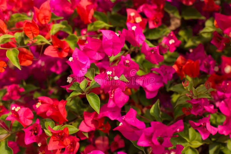 Flowers on Phi Phi Island stock photo. Image of scenic - 73417254