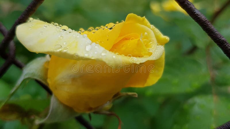 Flowers after the rain stock image. Image of photographed - 117158727