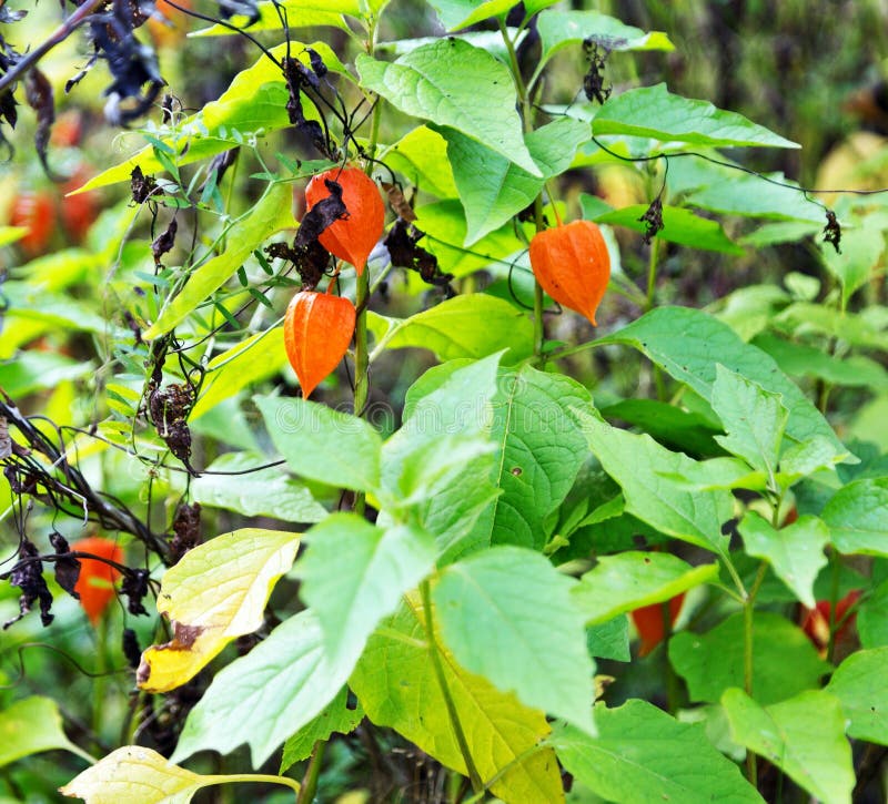 Flowers physalis stock photo. Image of lantern, leaf - 73062230