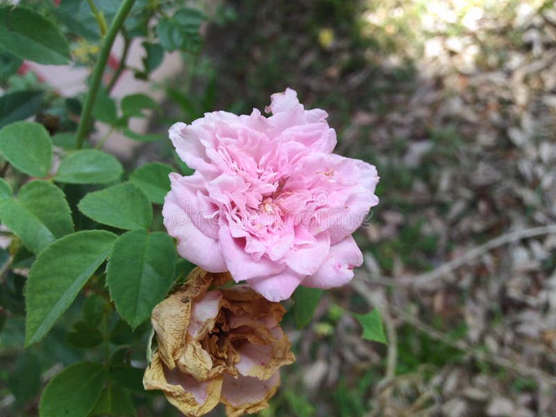 Flowers stock image. Image of good, flowers, flower - 117517413