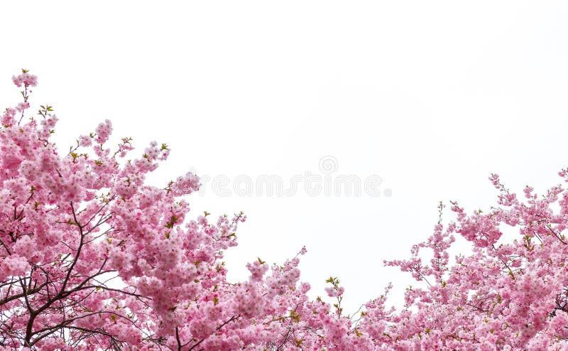 Flowers of Pink Decorative Cherry or Sakura on a Spring Tree on a White ...
