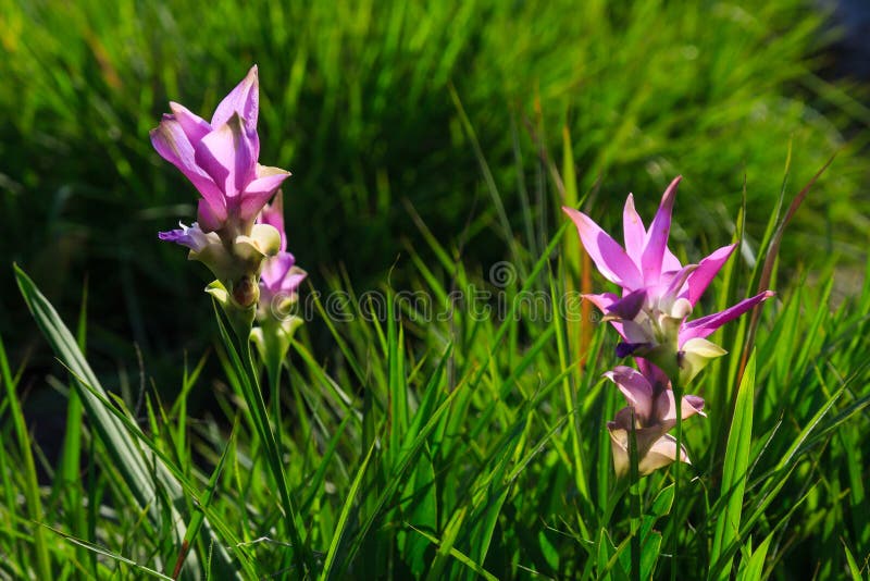 Flowers stock photo. Image of germ, plant, bacterium - 43584128