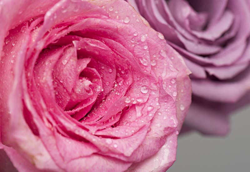 Flowers stock image. Image of pink, micro, closeup, flowers - 69836007