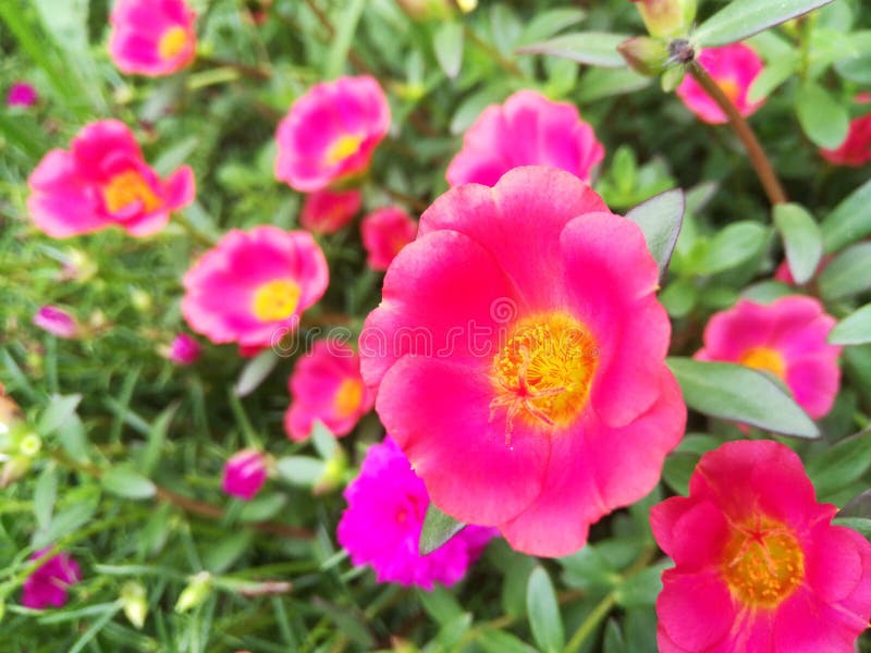 Gulabi Flower Stock Photos - Free & Royalty-Free Stock Photos from ...