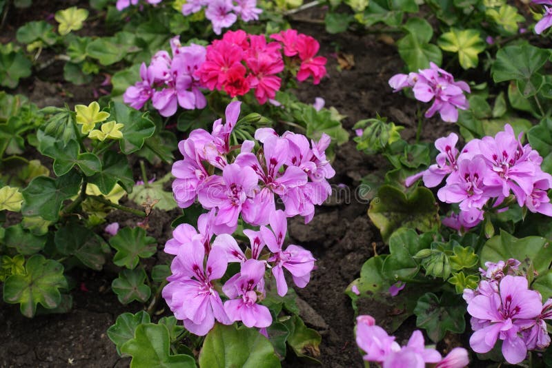 Flowers of Pink Ivy-leaved Pelargonium in June Stock Photo - Image of ...