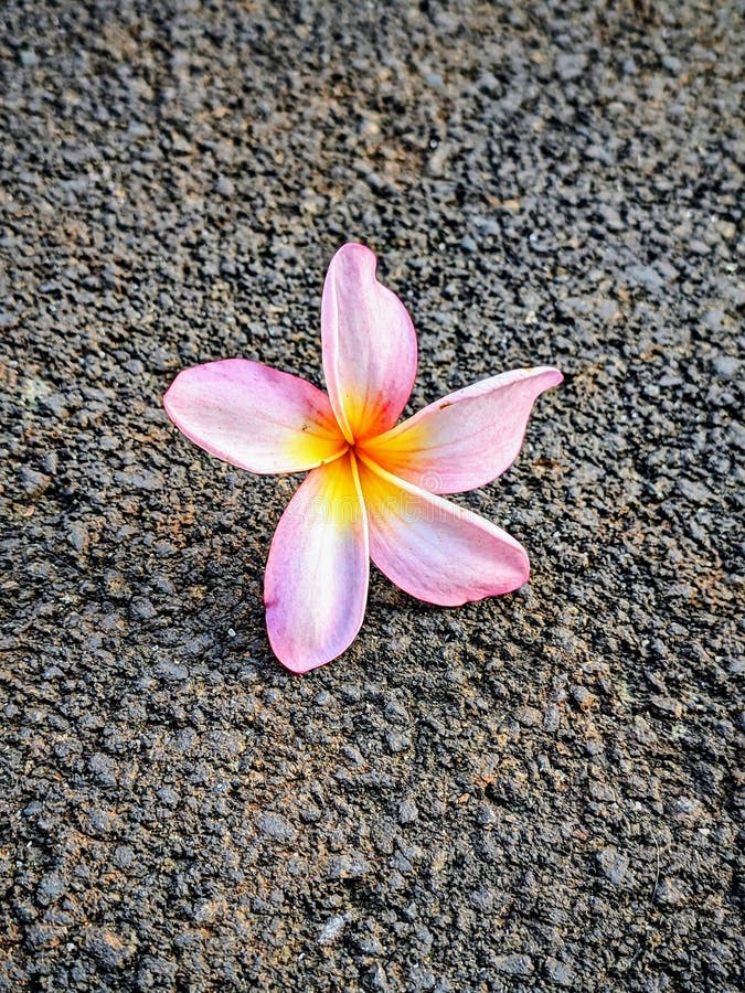 Pink Kamboja Flowers so Beautiful Stock Image - Image of pink, flowers ...