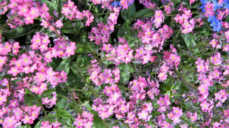 Flowers pink moon stock image. Image of plant, seasonal - 91511849