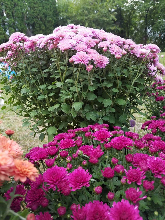 Flowers stock photo. Image of prety, flowers, pink, plants - 100978278