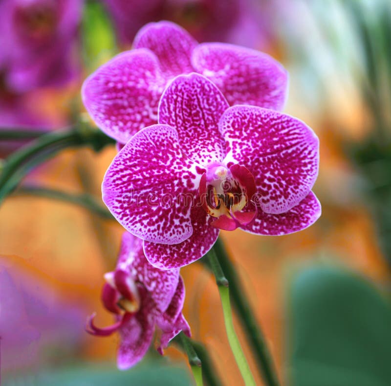 Flowers Pink Orchid Genus Vanda,overlap Stock Photo - Image of lobe ...