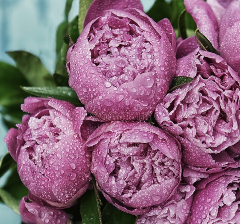 Flowers Pink Peonies in Drops of Moisture. Close-up Stock Image - Image ...