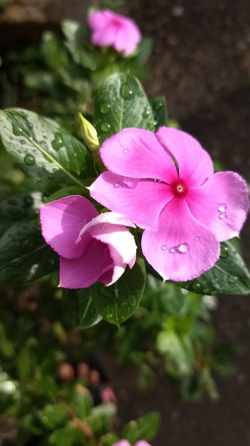 Flowers with pink stock image. Image of flowers, pink - 106205441