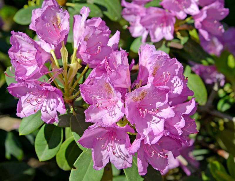 Flowers of a Pink Rhododendron Rhododendron L. Close Up Stock Image ...