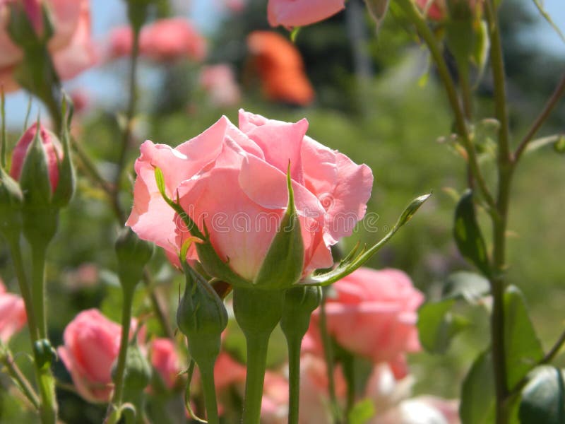Pink Rose Thorns Stock Photos - Download 2,159 Royalty Free Photos