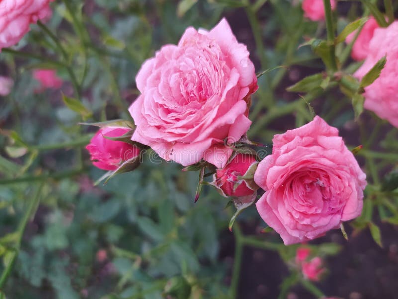 Flowers Pink Roses Rose Bush Plants Stock Photo - Image of pink, cloudy ...