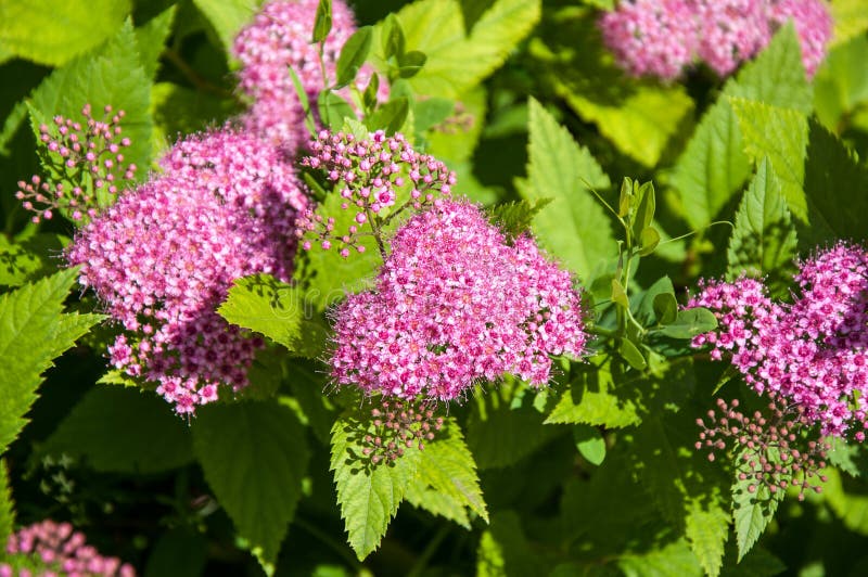 Flowers pink spirea stock image. Image of branch, abloom - 77348383