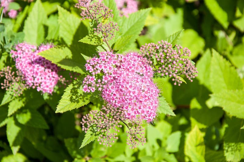 Flowers pink spirea stock image. Image of blossoming - 77348393