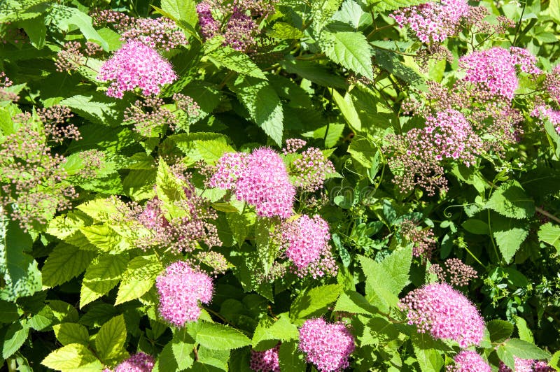 Flowers pink spirea stock image. Image of flowers, season - 77348479