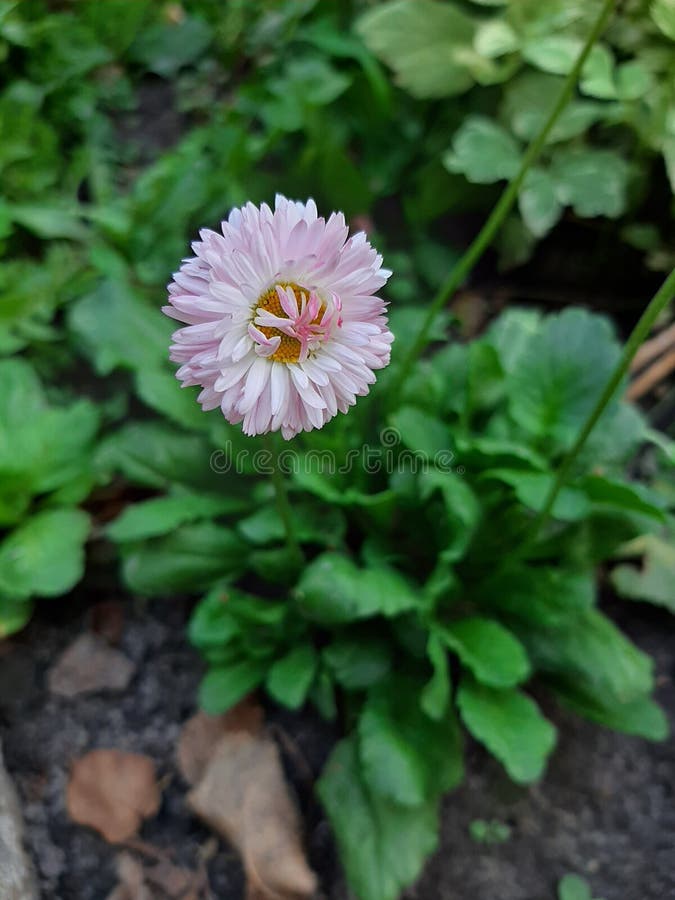 Flowers pink sum stock photo. Image of herb, flower - 228025264