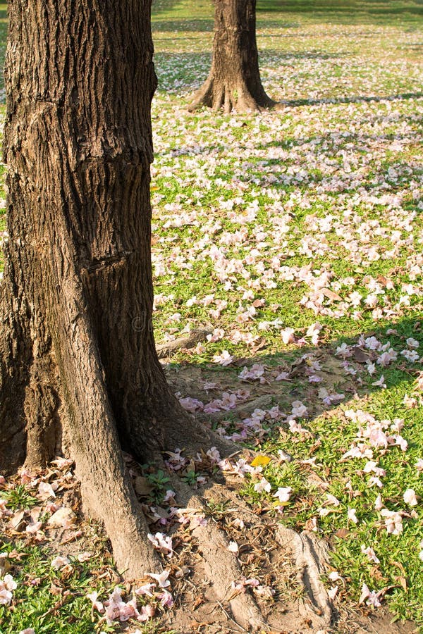 Flowers of Pink Trumpet Tree Falling on Ground Stock Image - Image of ...