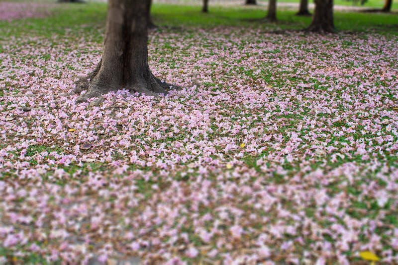 Flowers of Pink Trumpet Tree Falling on Ground Stock Photo - Image of ...