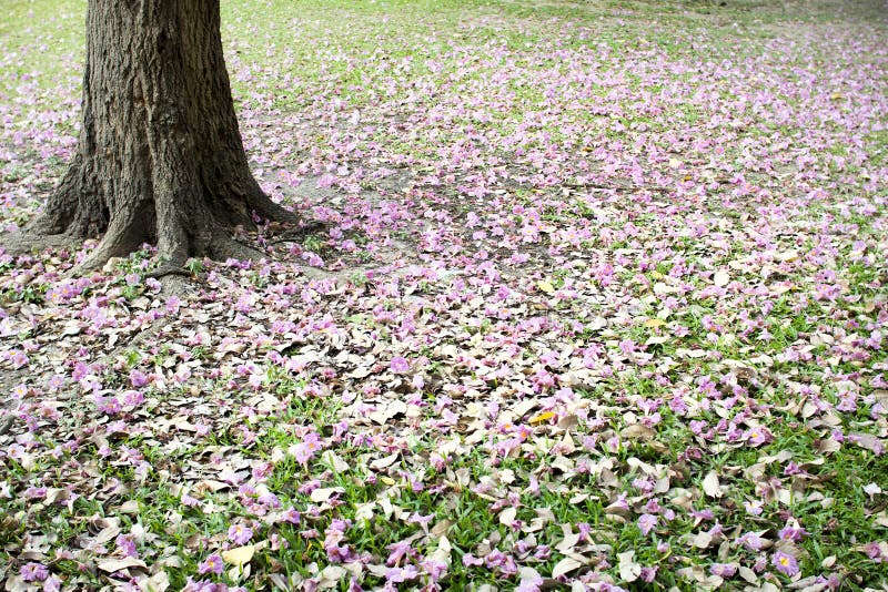 Flowers of Pink Trumpet Tree Falling on Ground Stock Image - Image of ...