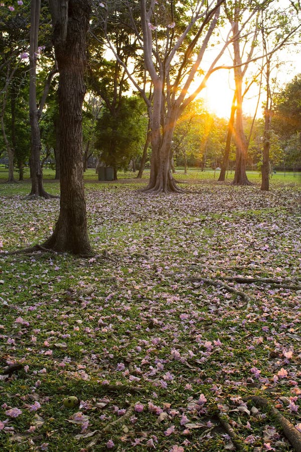 Flowers of Pink Trumpet Tree Falling on Ground Stock Photo - Image of ...