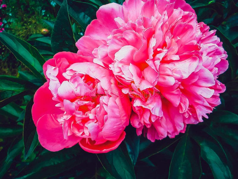 Piony Stock Images - Download 77 Royalty Free Photos