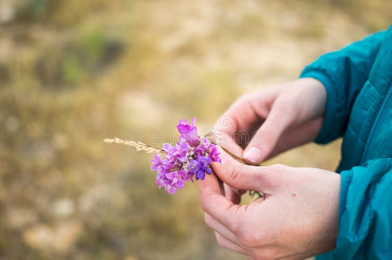 Flowers of the Plains stock image. Image of adventure - 84736759